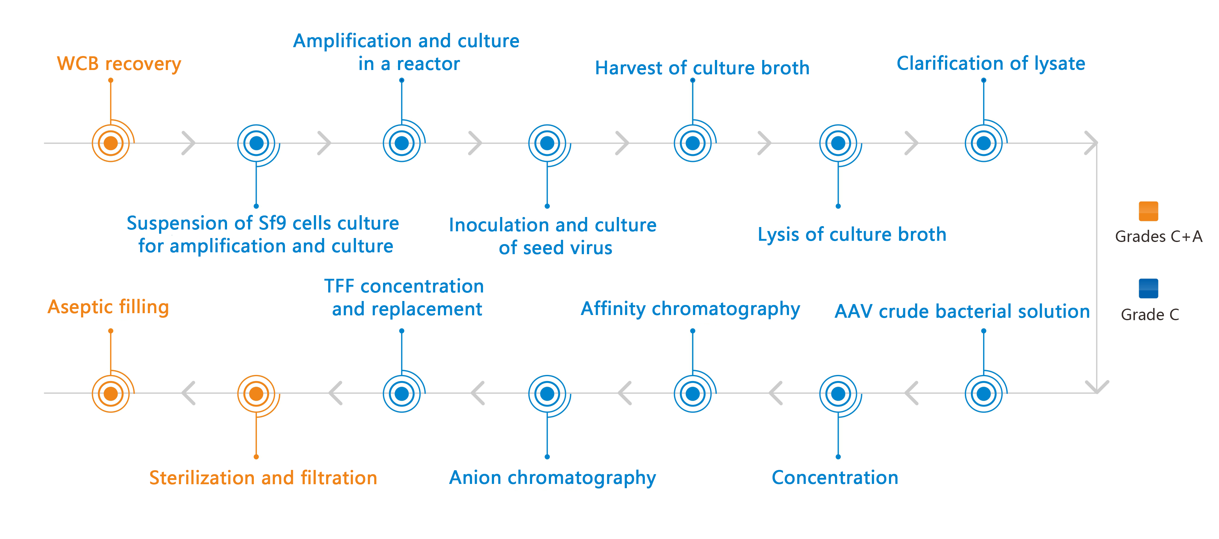 AAV GMP Production-AAV CDMO Service-CDMO Service