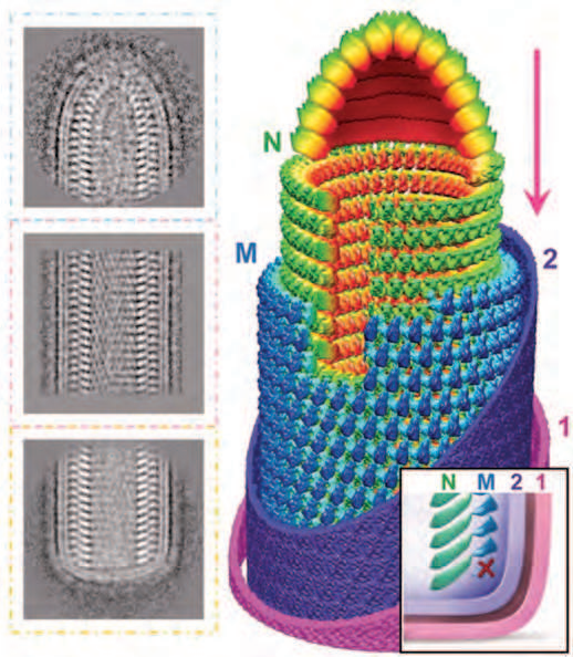 水疱性口炎病毒（VSV）-溶瘤病毒服务-CRO服务