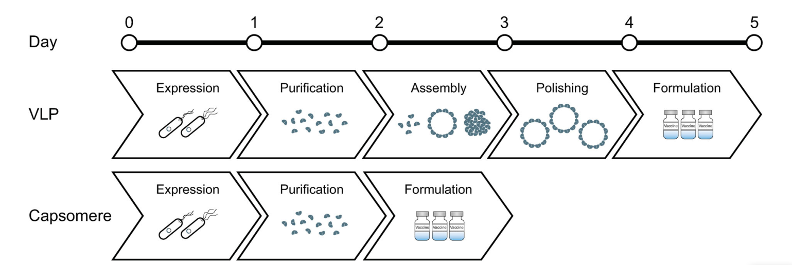 多系统VLP制备-蛋白及VLP服务-CRO服务